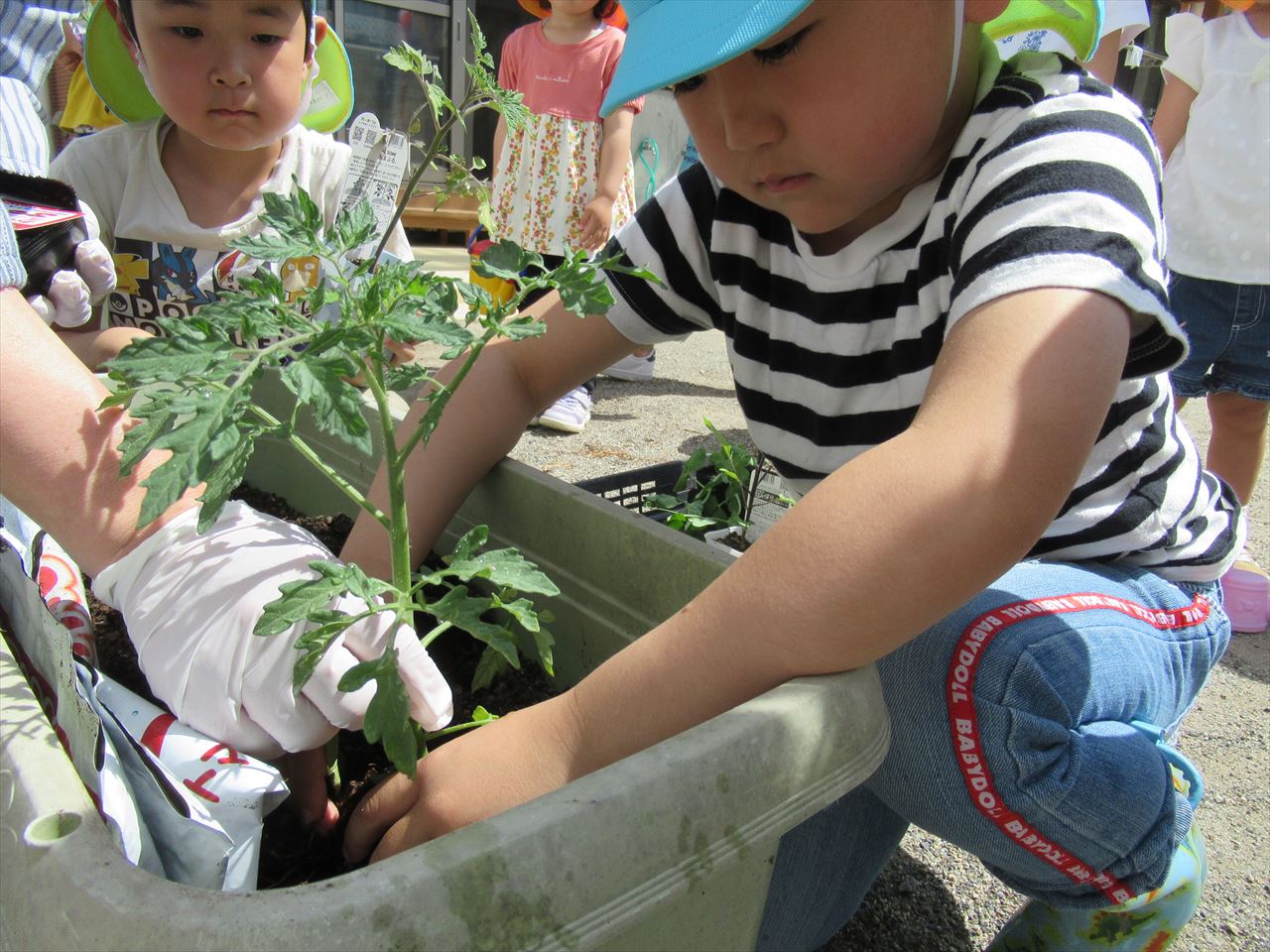 野菜の苗や種を植えたよ 社会福祉法人光明福祉会 山田第二保育所